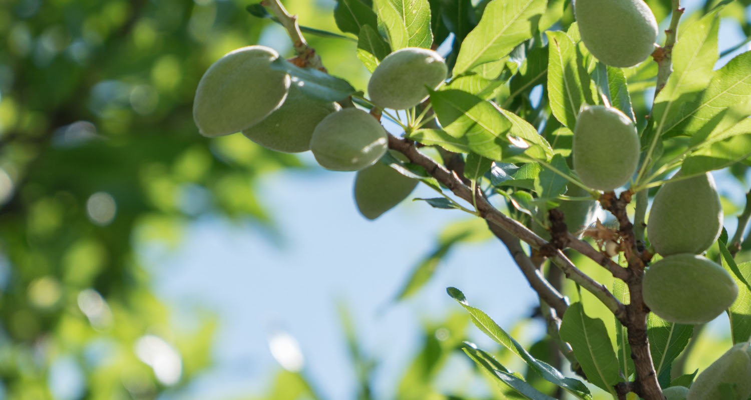 Olam Orchards Australia - Australian Almonds | Asia