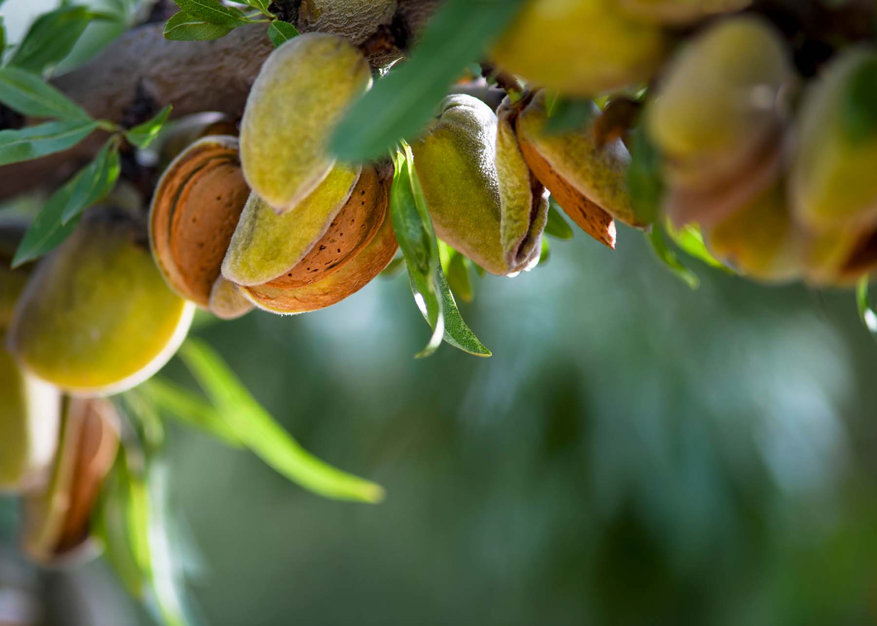 Select Harvests - Australian Almonds | Asia